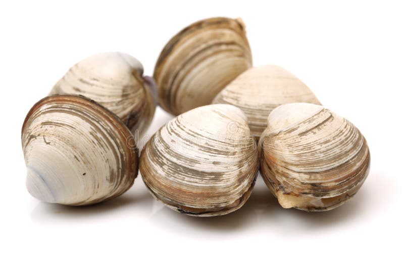 Several fresh clams stock photo. Image of diet, cockles - 116305450
