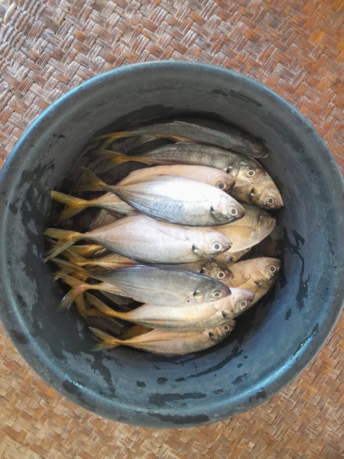 Several Fresh Fish in a Basin Stock Image - Image of cuisine, carving ...