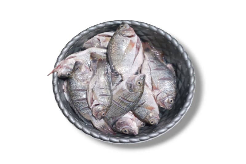 Several Fresh Fish in a Metal Basin Isolated on a White Background ...