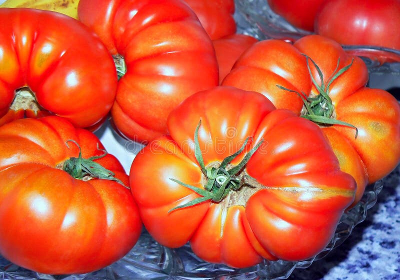 Several Fresh Red Raf Tomatoes Stock Photo - Image of nutrition, diet ...