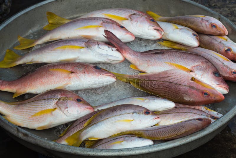 Several fresh red snappers stock photo. Image of healthy - 57268286