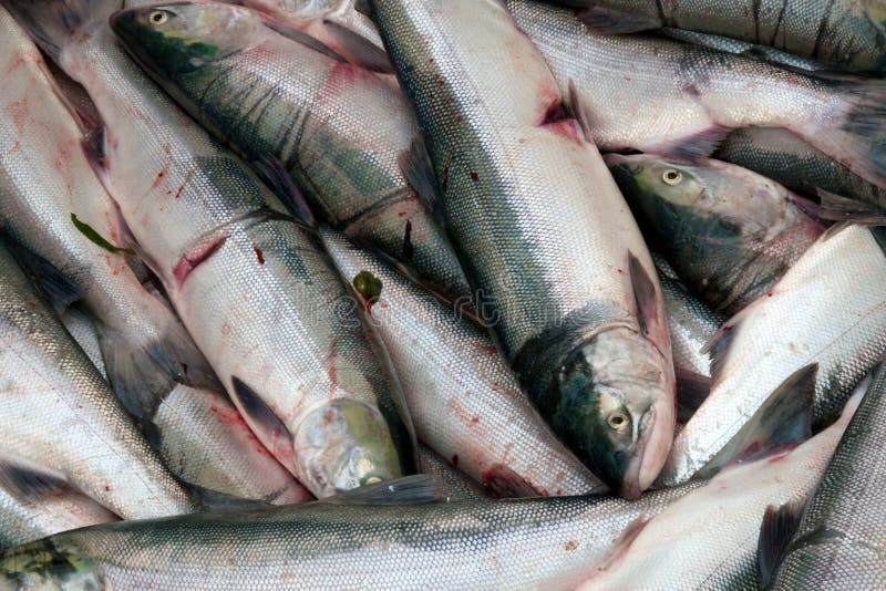 Several Freshly Caught Sockeye Salmon Stock Image - Image of fins ...