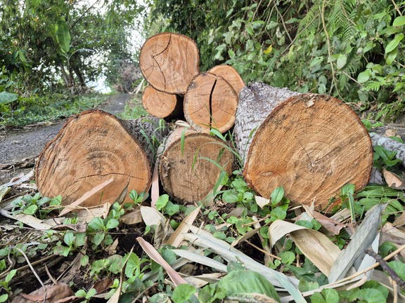 Several Freshly Cut Logs are Stacked on the Side of a Narrow Forest ...