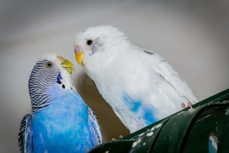 Pet Bird Parakeets stock photo. Image of feathers, yellow - 198879126
