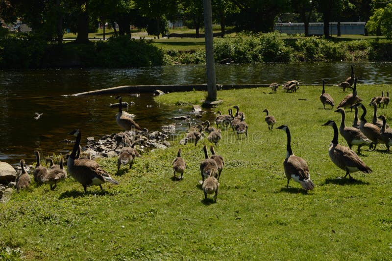 Two Geese Families Swing Huddled Together Goose Chicks Stock Image ...
