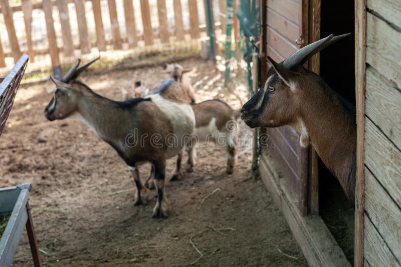 Goats Enjoying the Sunny Afternoon in Turkiye Surrounded by Nature ...