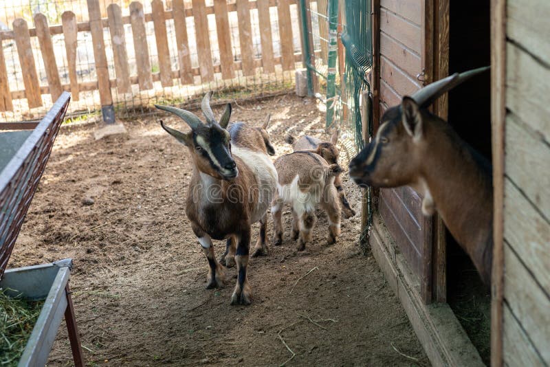 Goats Enjoying the Sunny Afternoon in Turkiye Surrounded by Nature ...