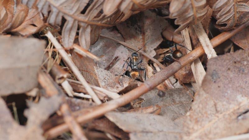 Several Golden Tailed Spiny Ants Foraging Stock Video - Video of small ...
