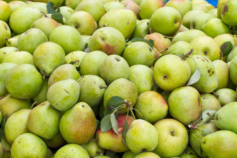 Several green pears stock photo. Image of fruit, pear - 50974760