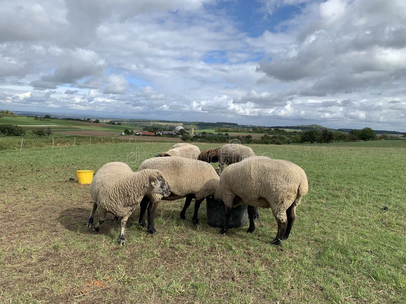 Several Groups of White Sheep in a Paddock Drink Water from Plastic ...