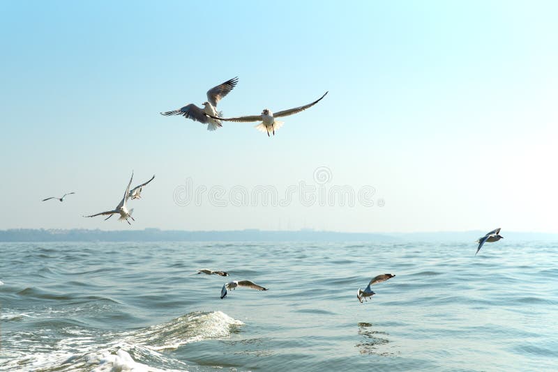 Several Gulls Fly Over the Water Stock Photo - Image of outdoor ...
