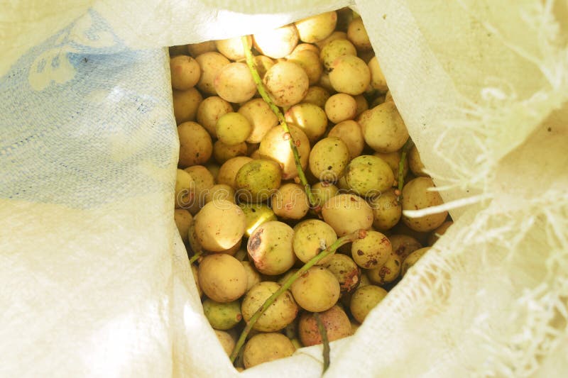 Several Hamlet Fruits are in a Plastic Sack Stock Image - Image of ...
