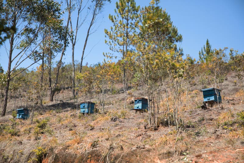 Several Homemade Blue Hives in the Madagascar Forest for Wild Bees ...