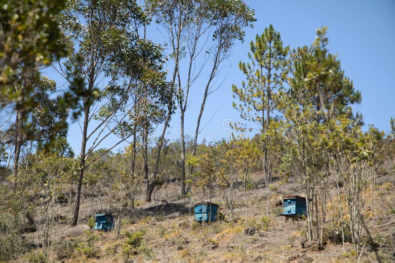 Several Homemade Blue Hives in the Madagascar Forest for Wild Bees ...