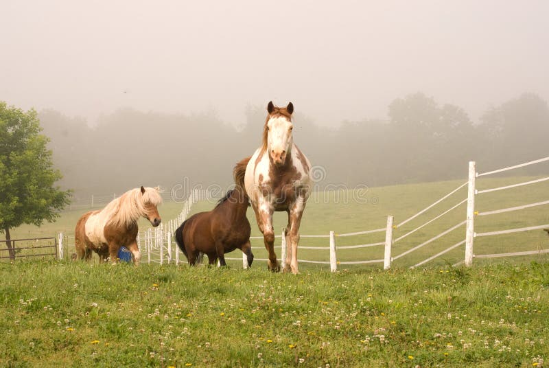 Several Horses Coming Over Rise Stock Photo - Image of horse, meadow ...