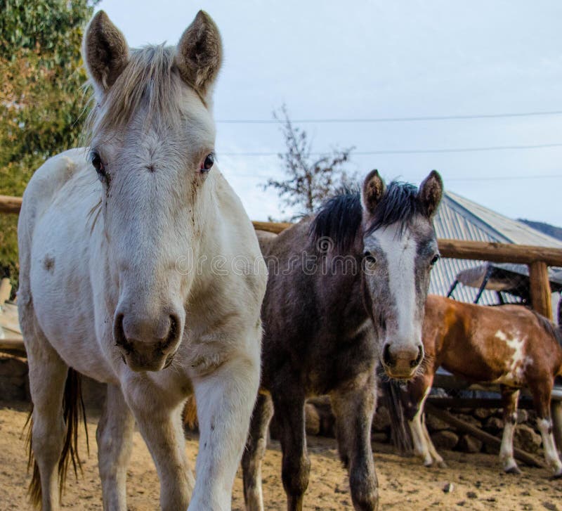 Several horses on a farm stock image. Image of face - 146978327