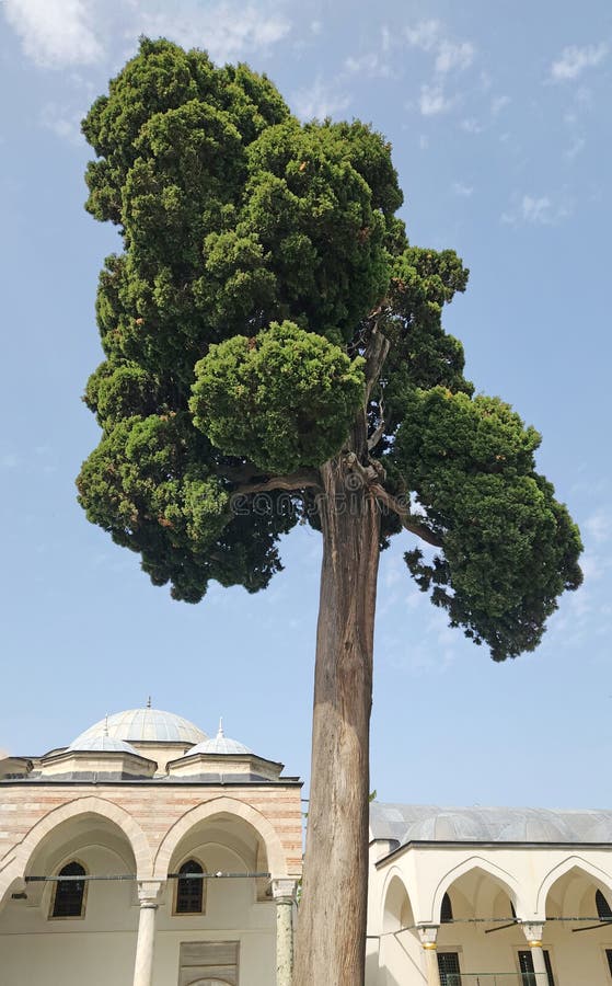 A Several Hundreds Years Old of Mediterranean Cypress (Cupressus ...