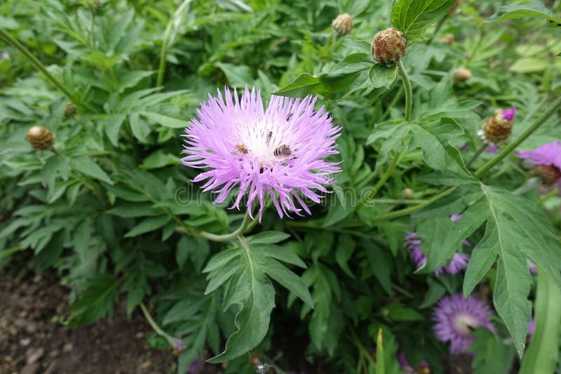 Several Insects Pollinating Pink Flower of Centaurea Dealbata in May ...