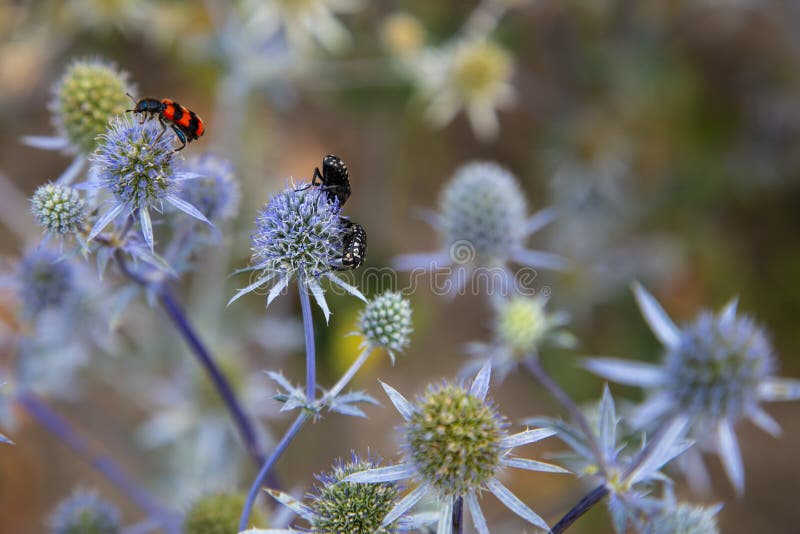 Several Insects are Sitting on the Top of the Eaten Flower, Top View ...