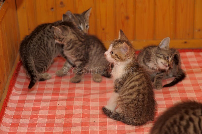 Several kittens together stock image. Image of kittens - 31179173