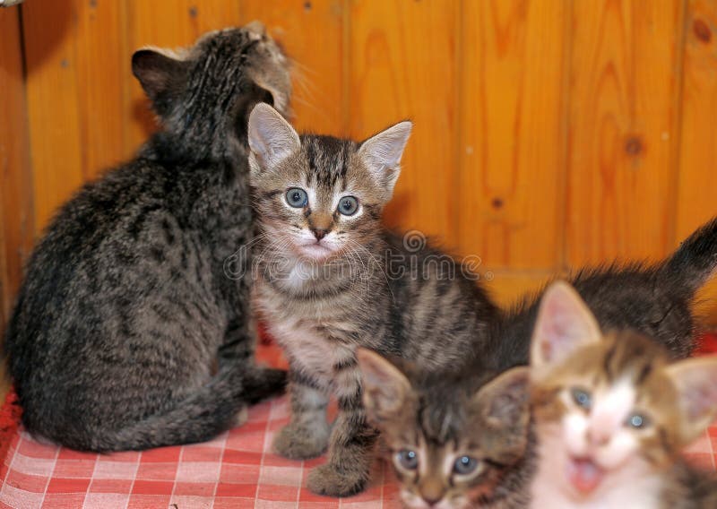 Several kittens together stock image. Image of grey, portrait - 31179201
