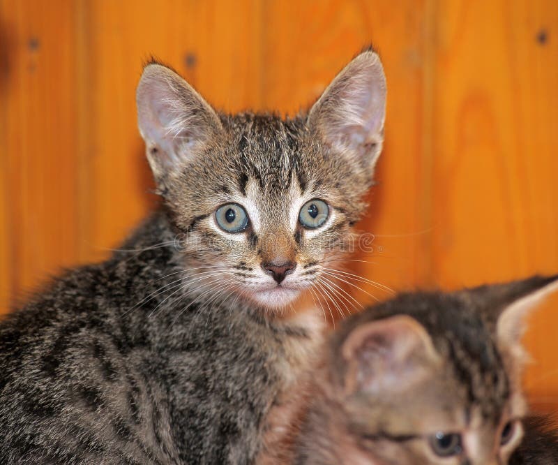 Several kittens together stock image. Image of fluffy - 31179205