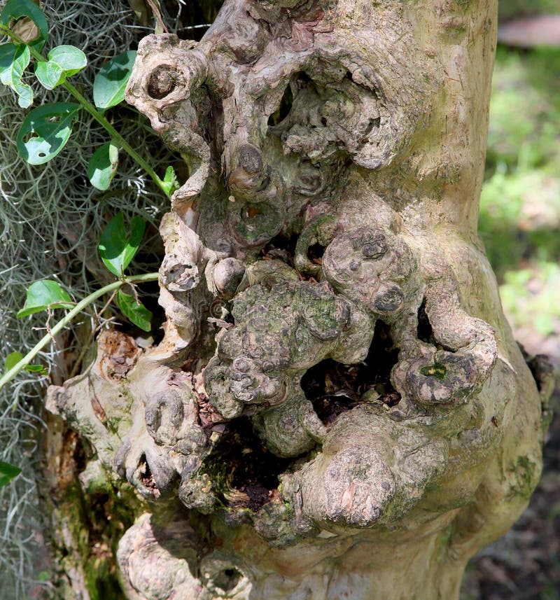 Knurls on a Bare Tree Trunk Stock Image - Image of environmental ...