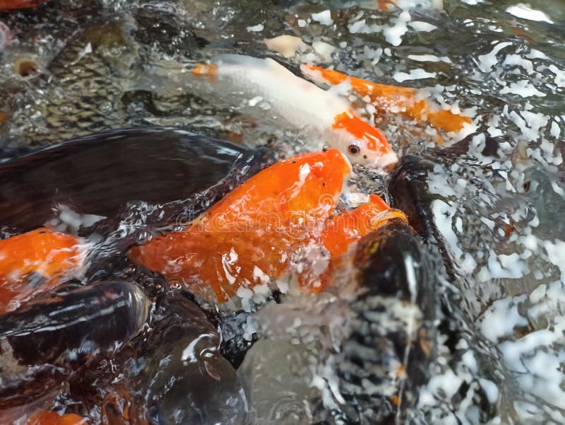 Several Koi Fish in a Pond in Clear Water Stock Photo - Image of dish ...