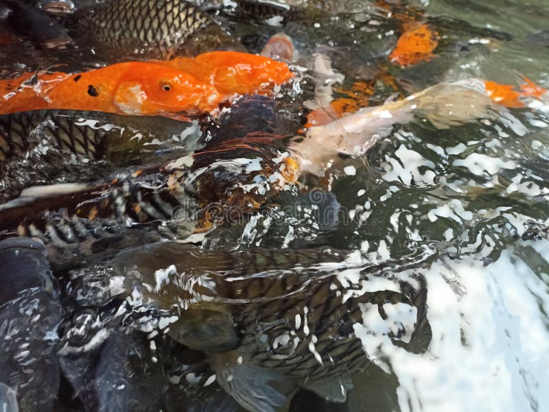 Several Koi Fish in a Pond in Clear Water Stock Image - Image of fish ...