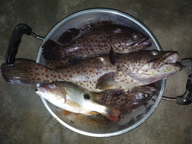 Several Large Grouper Fish on a Frying Pan Stock Photo - Image of large ...
