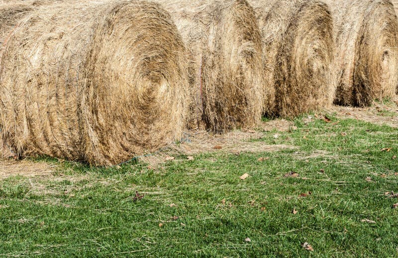 Several Large Round Hay Bales Grass Stock Photos - Free & Royalty-Free ...