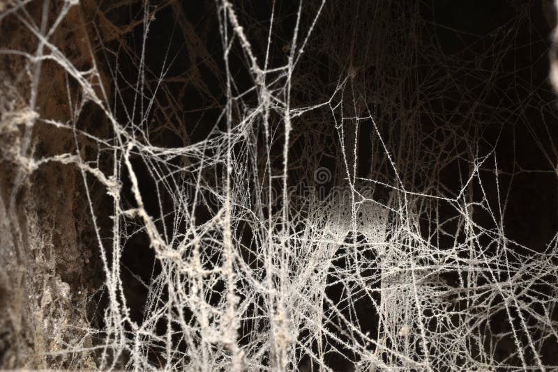 Several Layers of Cobwebs Covered with Dust. Stock Image - Image of ...