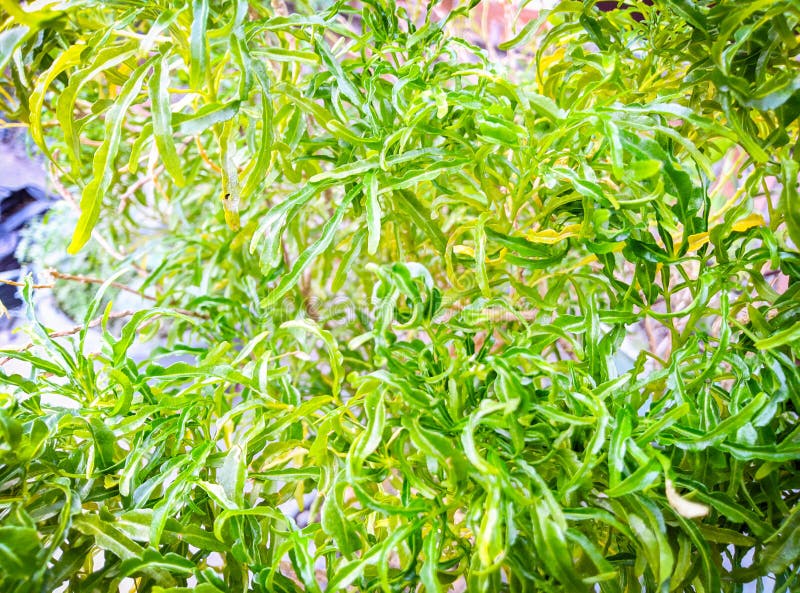 Several Leaves that are Clustered and Long Stock Image - Image of long ...