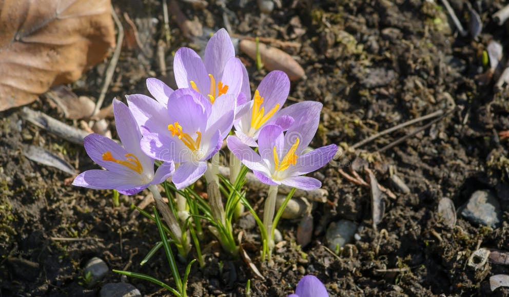 Several Lilac Crocuses Growing on the Ground Stock Photo - Image of ...