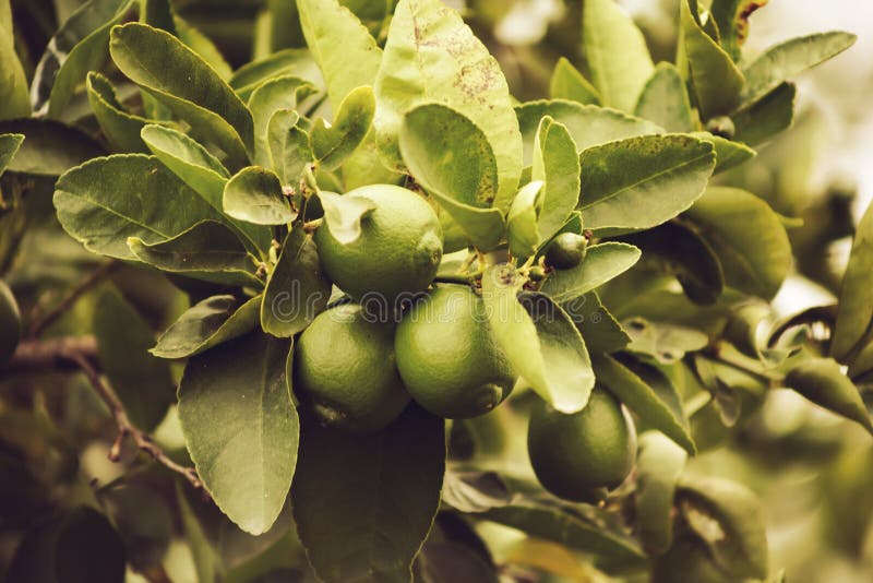 Rustic lime landscape stock photo. Image of fruit, farm - 156792612
