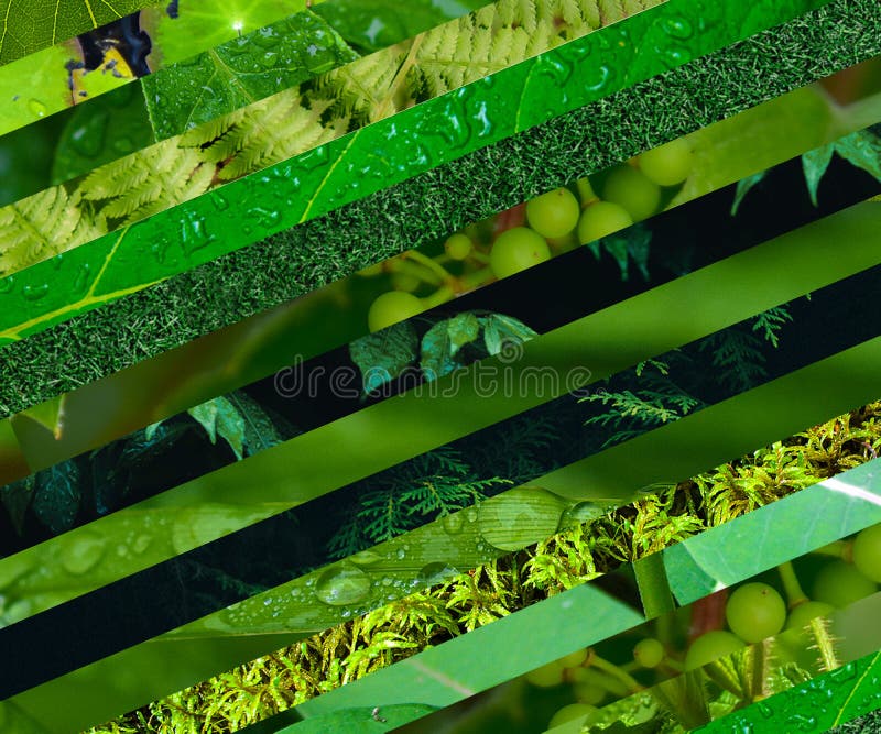 Several Lines of Inclined Greenery Stock Image - Image of lines ...
