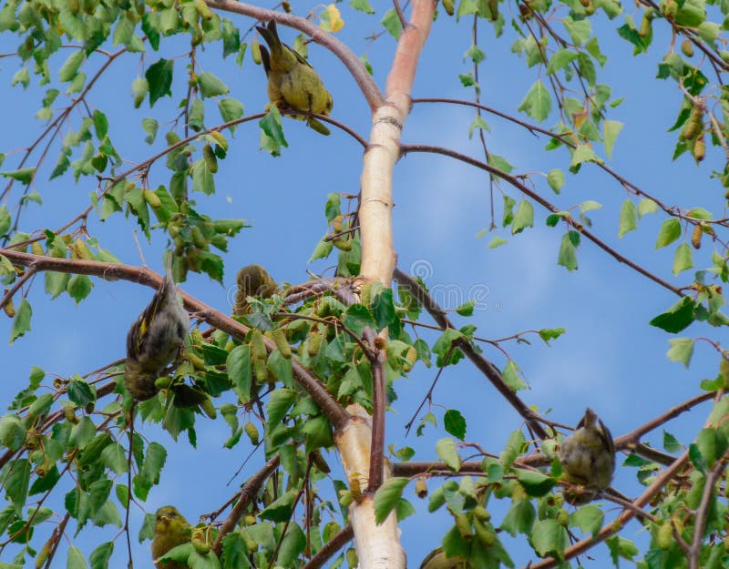 Several Little Birds Spread Over Branches Stock Photo - Image of passer ...