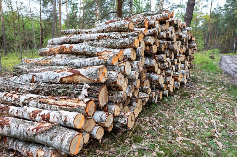 Logs Stacked Neatly beside a Forest Path during a Sunny Day in Spring ...