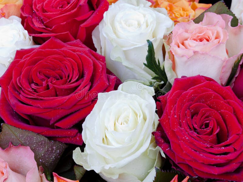 Roses stock image. Image of close, yellow, water, shadow - 535749