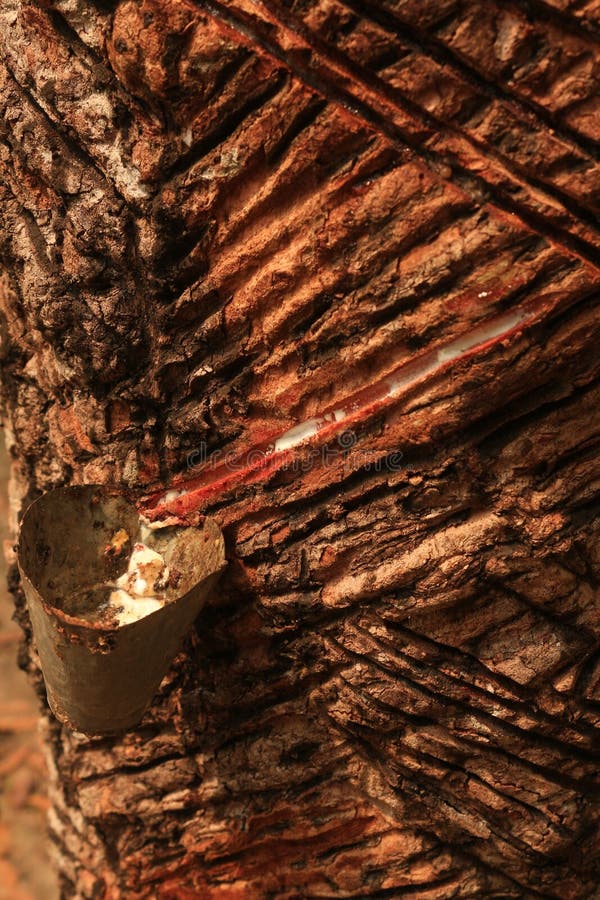 1,319 Bleeding Tree Stock Photos - Free & Royalty-Free Stock Photos ...