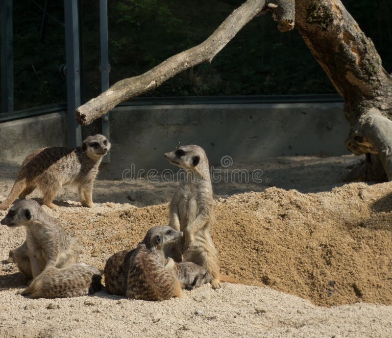 Meerkat Family Grooming Stock Photos - Free & Royalty-Free Stock Photos ...