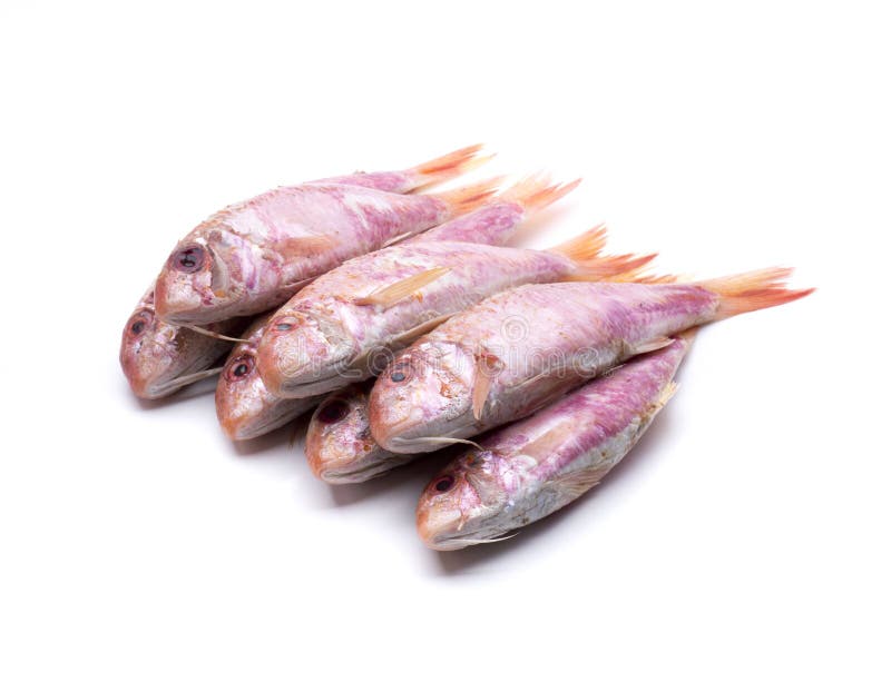 Several mullet stock photo. Image of mullet, fish, seafood - 30639520