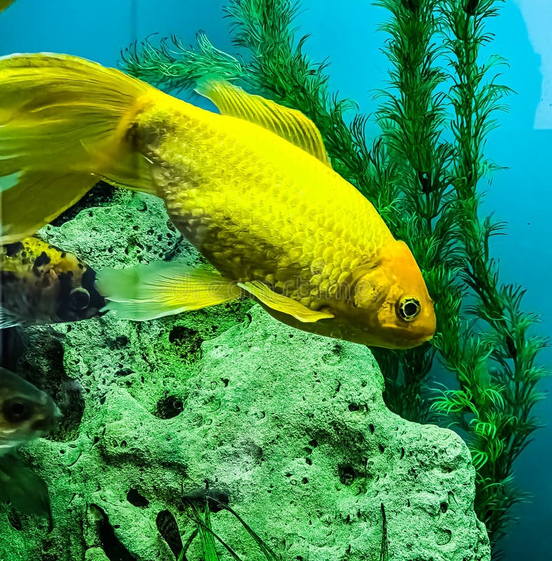 Several Multi-colored Bright Fish Swim in the Aquarium. Aquarium with ...