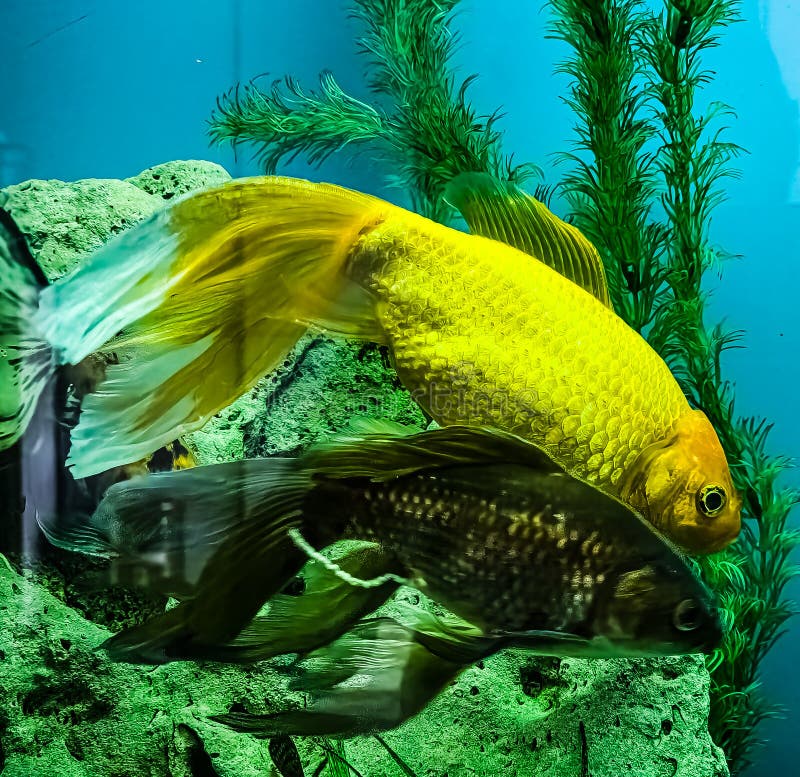 Several Multi-colored Bright Fish Swim in the Aquarium. Aquarium with ...