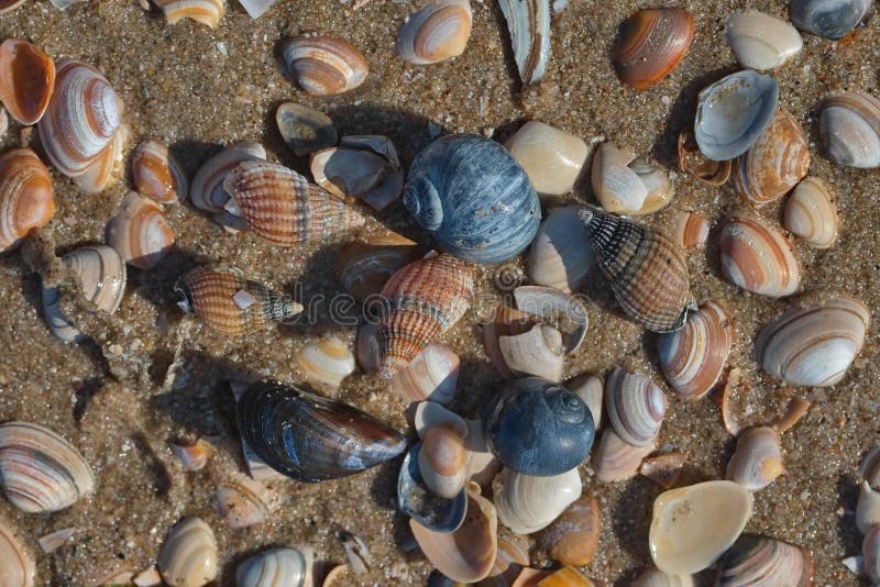 Mussels Shells on Beach Sand Botafogo Rio De Janeiro Brazil Stock Image ...