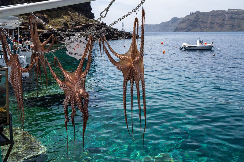 Octopuses Hanging Over the Water on Ammoudi Bay in Oia Editorial Photo ...