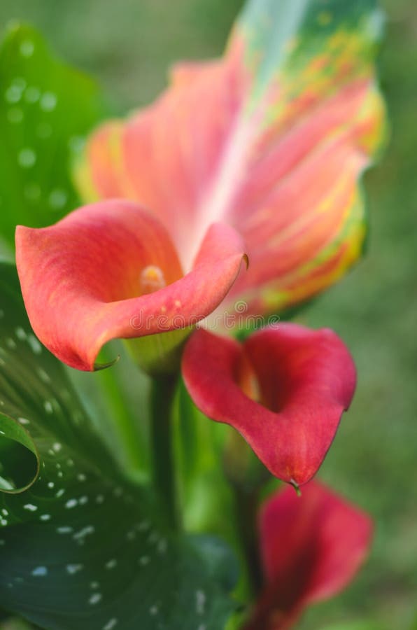 Calla Flowers Red Color. Top View. Stock Image - Image of closeup ...