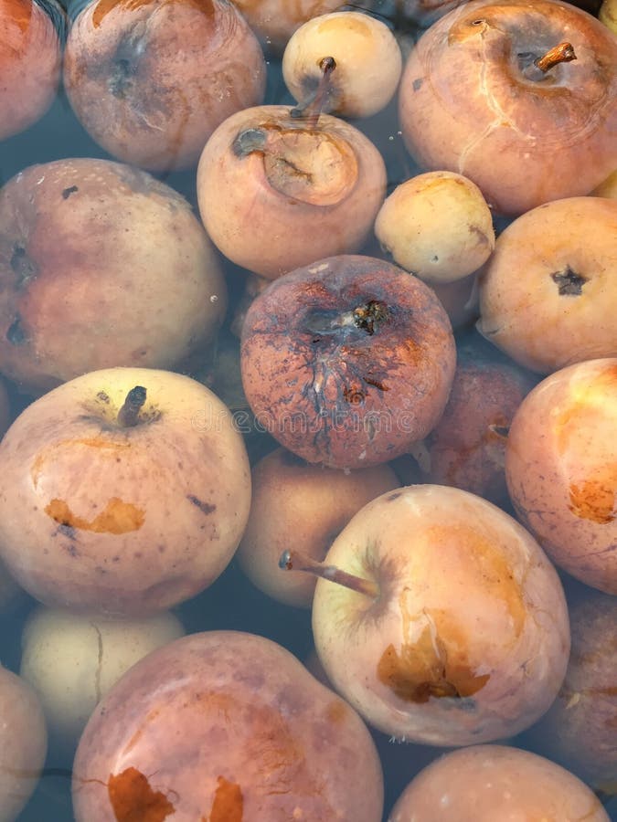Several Decomposing Apples Submerged Underwater Stock Image - Image of ...