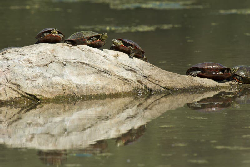 Several painted turtles. stock photo. Image of turtle - 41874844