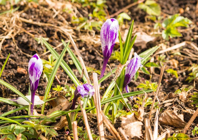 Several Partially Opened Crocuses Growing from Black Soil in Springtime ...